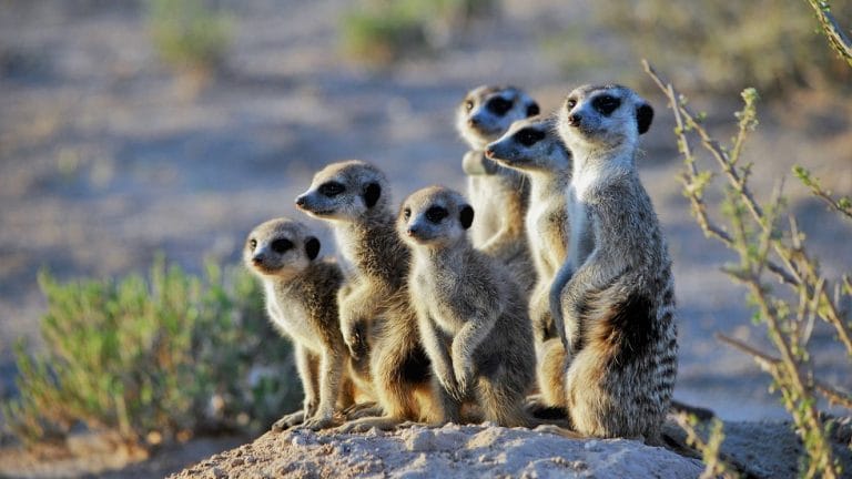 Meerkat – Facts, Size, Habitat, Pictures, and More