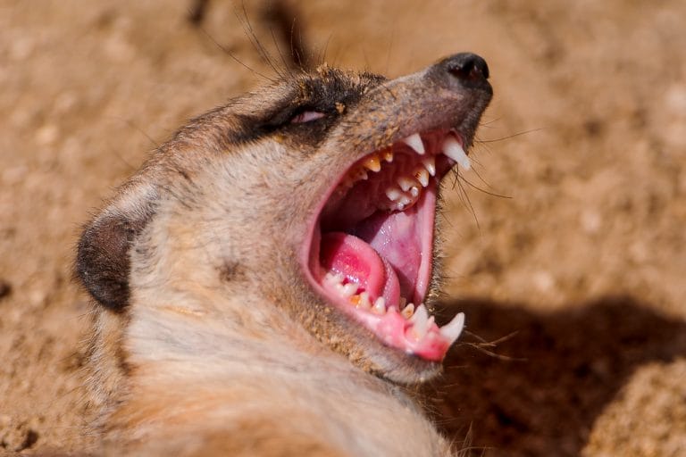 Meerkat – Facts, Size, Habitat, Pictures, and More