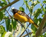 Oriole (New World) - Facts, Types, Diet, Reproduction, Classification ...
