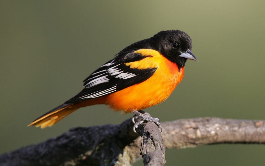 Oriole (New World) - Facts, Types, Diet, Reproduction, Classification ...