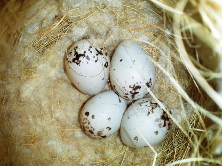 Oriole (New World) - Facts, Types, Diet, Reproduction, Classification ...