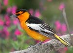 Oriole (New World) - Facts, Types, Diet, Reproduction, Classification ...