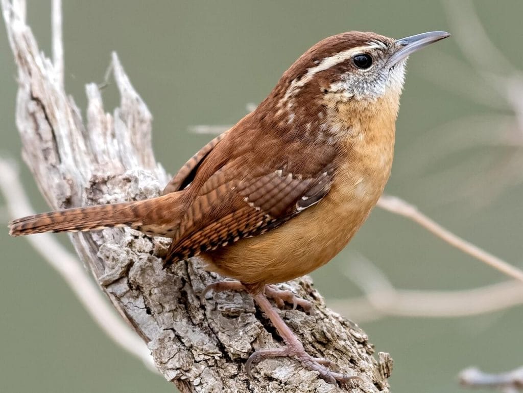 Wren Facts, Types, Diet, Reproduction, Classification, Pictures