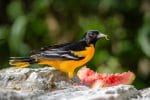 Oriole (New World) - Facts, Types, Diet, Reproduction, Classification ...