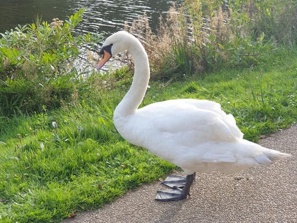 Swan Facts, Types, Diet, Reproduction, Classification, Pictures