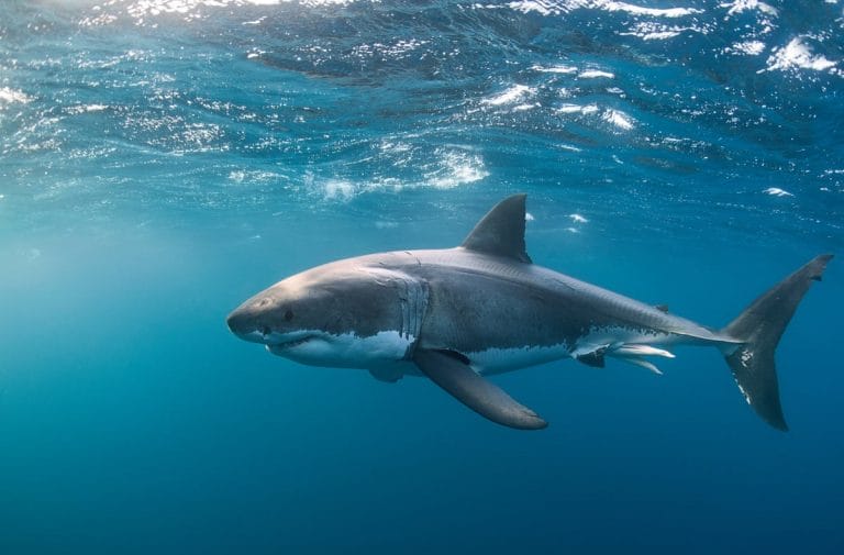 Great White Shark – Facts, Size, Lifespan, Diet, Pictures, and More