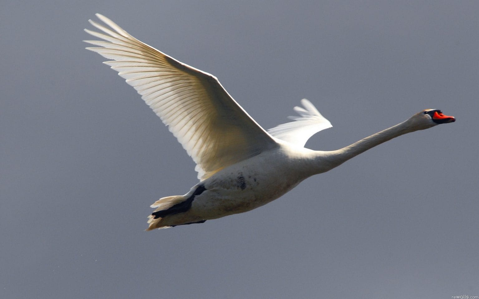 Swan Facts, Types, Diet, Reproduction, Classification, Pictures