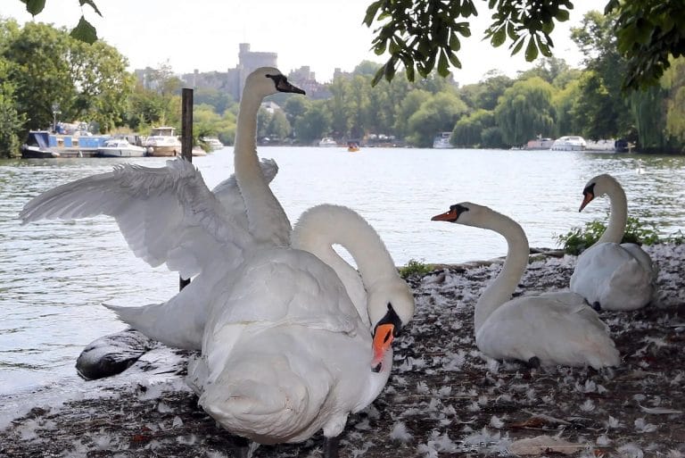 Swan Facts, Types, Diet, Reproduction, Classification, Pictures