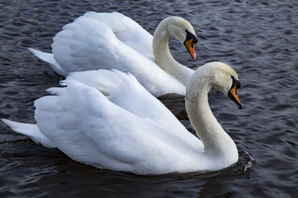 Swan Facts, Types, Diet, Reproduction, Classification, Pictures