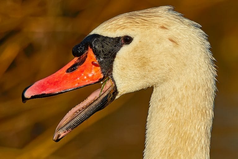 Swan Facts, Types, Diet, Reproduction, Classification, Pictures