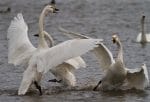 Swan Facts, Types, Diet, Reproduction, Classification, Pictures