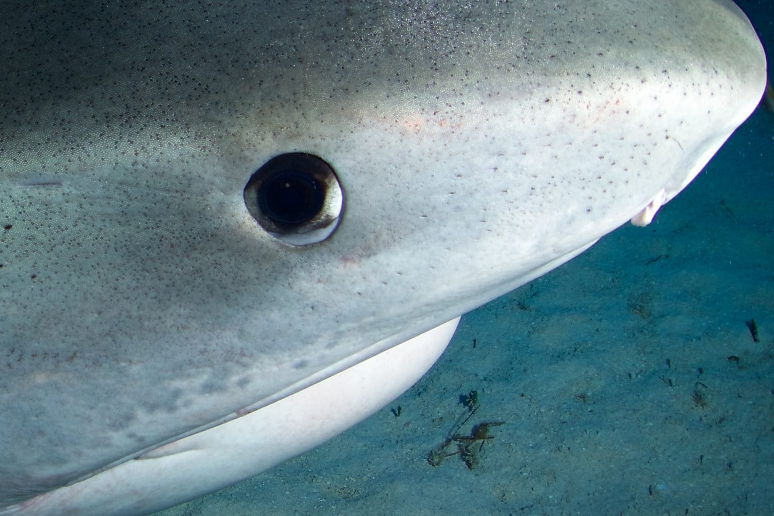 Tiger Shark – Facts, Size, Lifespan, Diet, Pictures, and More