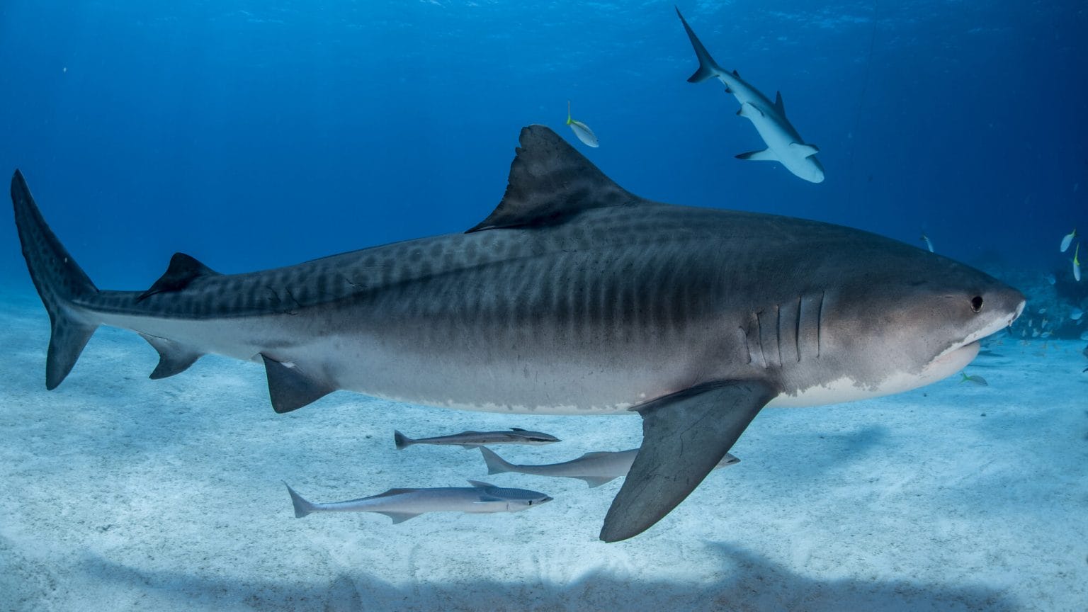 Tiger Shark – Facts, Size, Lifespan, Diet, Pictures, and More