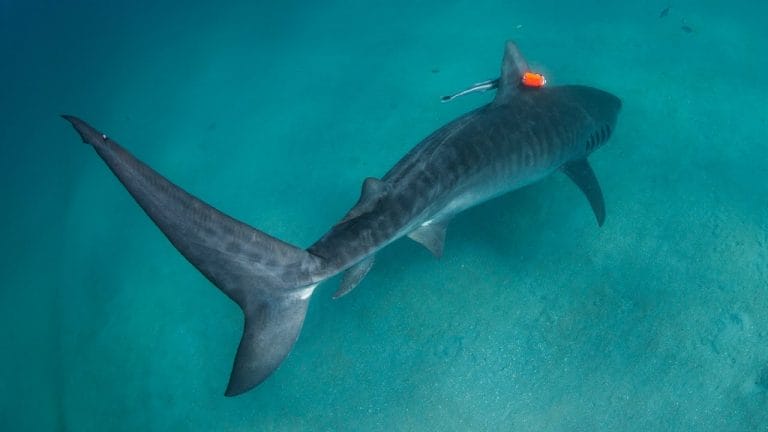 Tiger Shark – Facts, Size, Lifespan, Diet, Pictures, and More