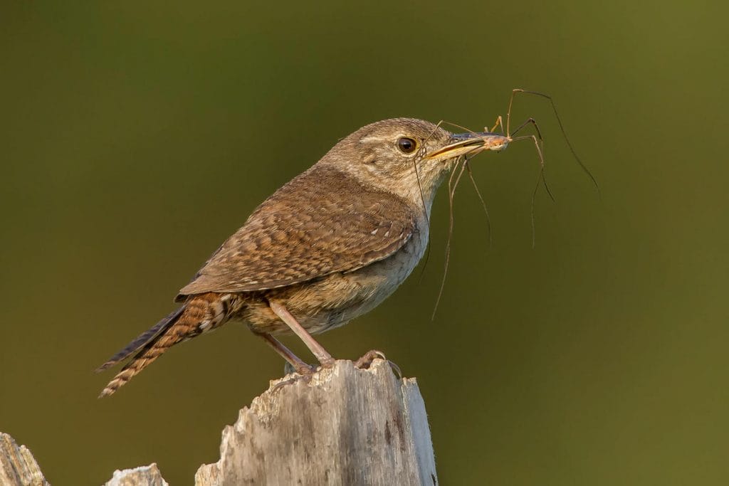 Wren Facts, Types, Diet, Reproduction, Classification, Pictures