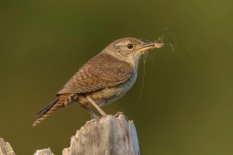 Wren Facts, Types, Diet, Reproduction, Classification, Pictures