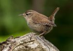 Wren Facts, Types, Diet, Reproduction, Classification, Pictures