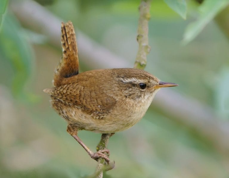 Wren Facts, Types, Diet, Reproduction, Classification, Pictures