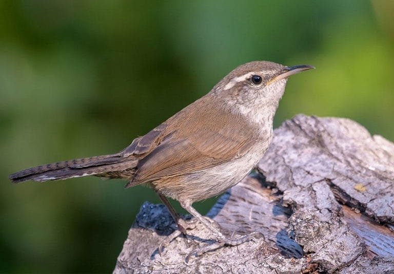 Wren Facts, Types, Diet, Reproduction, Classification, Pictures