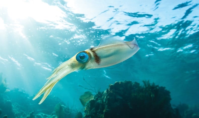 Squid Facts, Types, Diet, Reproduction, Classification, Pictures