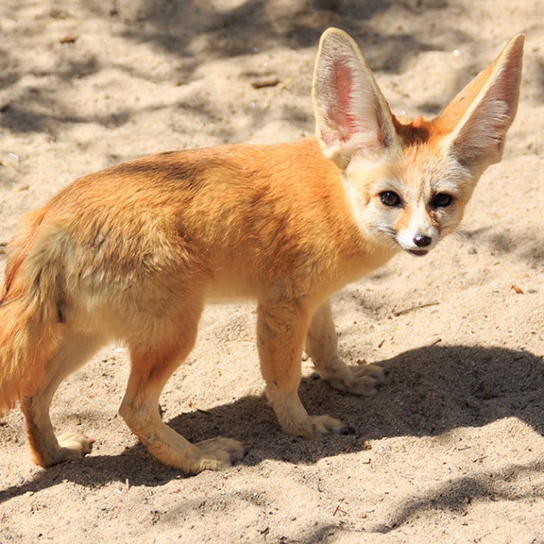 Fennec Fox – Facts, Size, Lifespan, Habitat, and Pictures