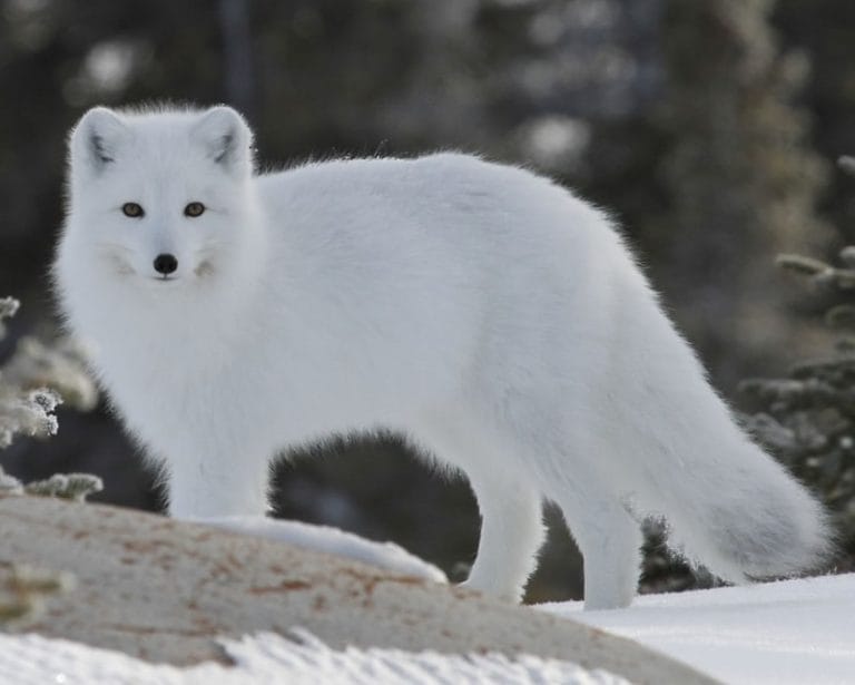 Arctic Fox – Facts, Size, Diet, and Pictures