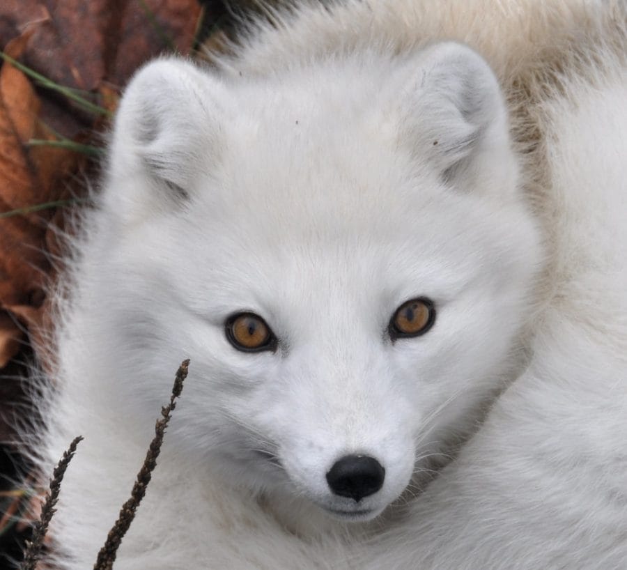 Arctic Fox – Facts, Size, Diet, and Pictures