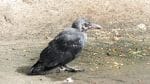 Crow Facts, Types, Diet, Reproduction, Classification, Pictures