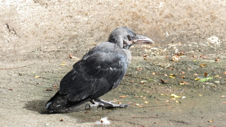 Crow Facts, Types, Diet, Reproduction, Classification, Pictures