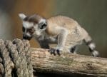 Lemur Facts, Types, Diet, Reproduction, Classification, Pictures