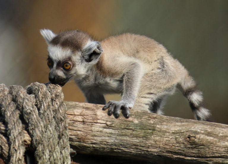 Lemur Facts, Types, Diet, Reproduction, Classification, Pictures