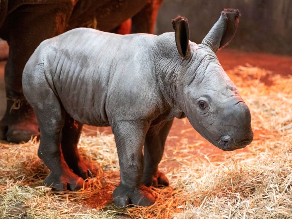 Rhino Facts, Types, Diet, Reproduction, Classification, Pictures