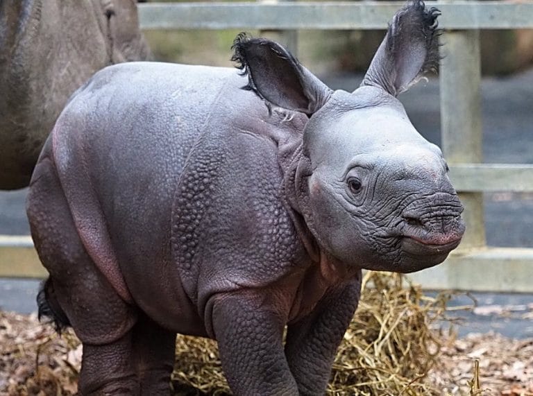 Rhino Facts, Types, Diet, Reproduction, Classification, Pictures