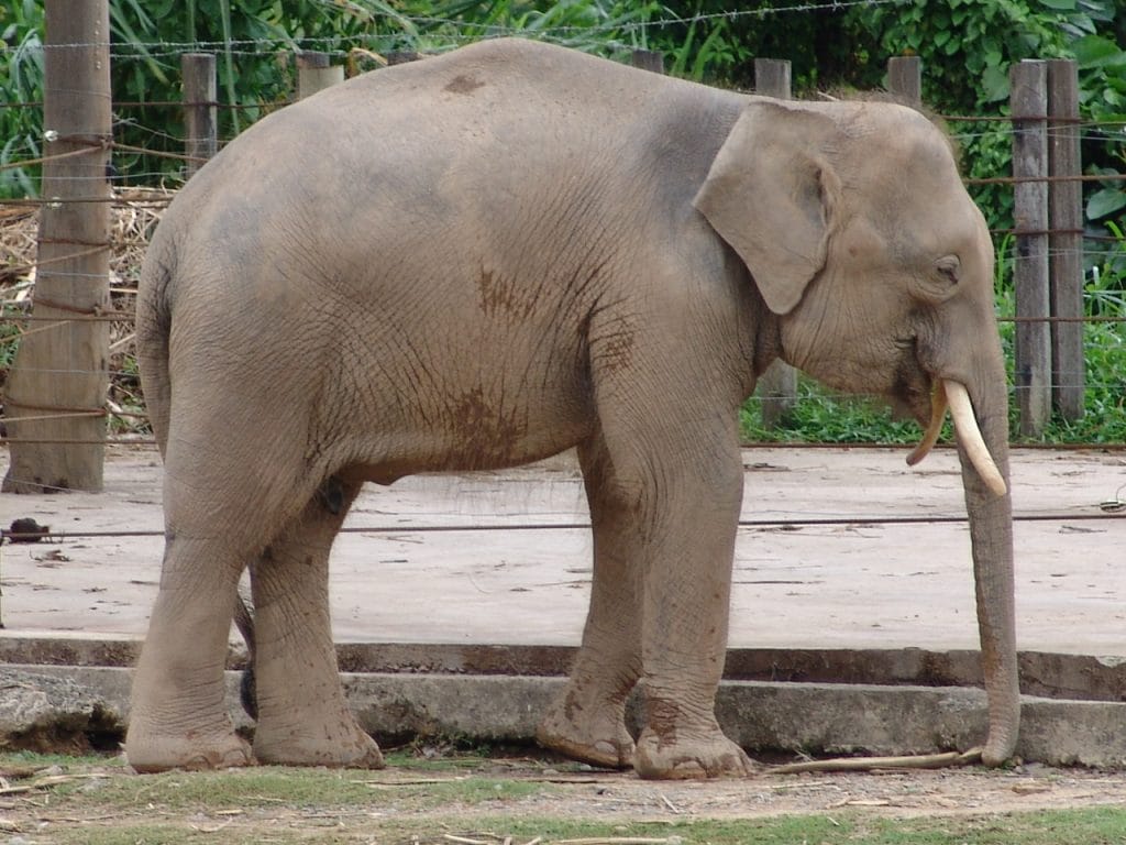 Elephant Facts, Types, Classification, Habitat, Diet, Adaptations