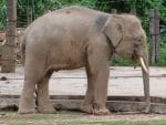 Borneo Elephant – Facts, Characteristics, Size, Diet, and Pictures