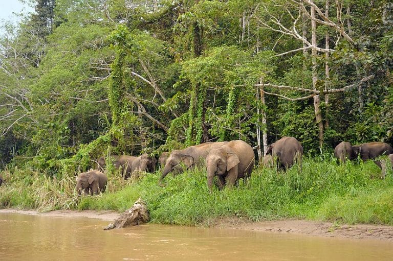 Borneo Elephant – Facts, Characteristics, Size, Diet, and Pictures