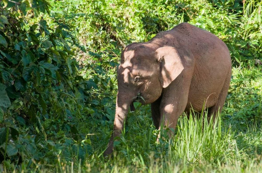 Borneo Elephant – Facts, Characteristics, Size, Diet, and Pictures