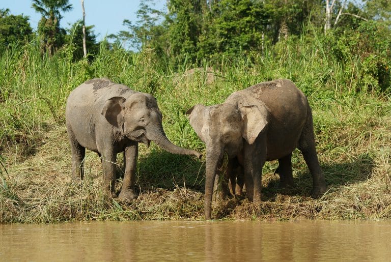 Borneo Elephant – Facts, Characteristics, Size, Diet, and Pictures