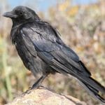 Crow Facts, Types, Diet, Reproduction, Classification, Pictures