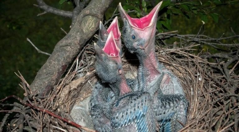 Crow Facts, Types, Diet, Reproduction, Classification, Pictures