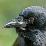 Crow Facts, Types, Diet, Reproduction, Classification, Pictures