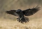 Crow Facts, Types, Diet, Reproduction, Classification, Pictures