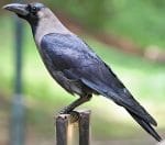 Crow Facts, Types, Diet, Reproduction, Classification, Pictures
