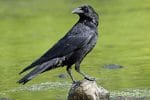 Crow Facts, Types, Diet, Reproduction, Classification, Pictures