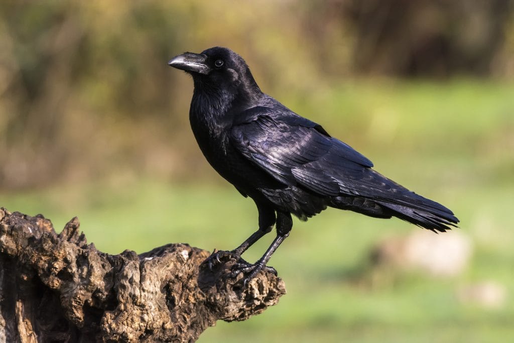 Crow Facts, Types, Diet, Reproduction, Classification, Pictures