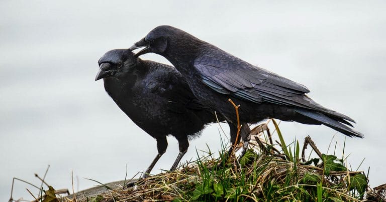 Crow Facts, Types, Diet, Reproduction, Classification, Pictures