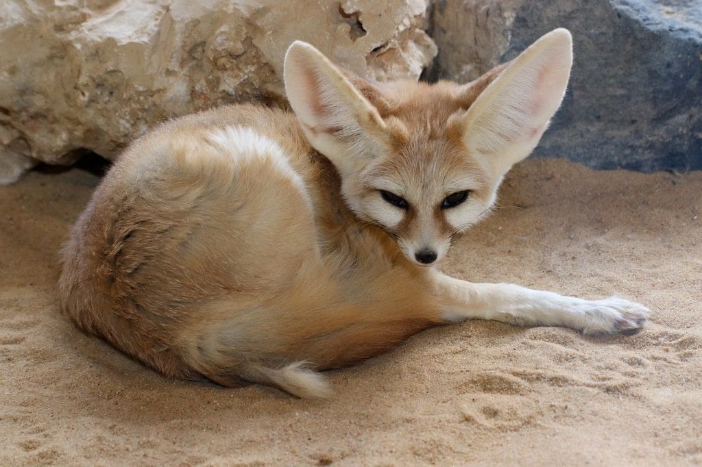 Fennec Fox – Facts, Size, Lifespan, Habitat, and Pictures