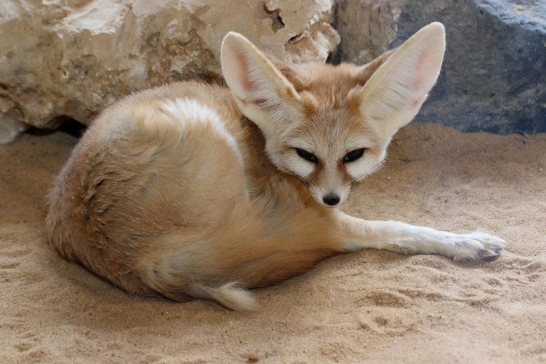 Fennec Fox – Facts, Size, Lifespan, Habitat, and Pictures