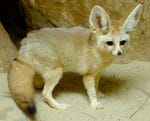Fennec Fox – Facts, Size, Lifespan, Habitat, and Pictures