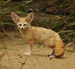 Fennec Fox – Facts, Size, Lifespan, Habitat, and Pictures
